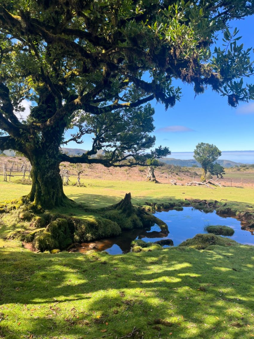 Exploring Madeira without a car: A detailed itinerary – Steffie Somewhere